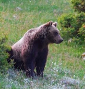 PAT * GRANDI CARNIVORI: «ORSO A CADINE, MONITORAGGIO E MISURE DI ...